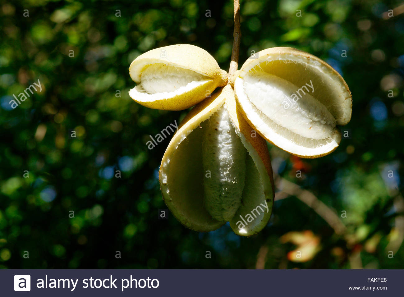 Akebia Fruit Stock Photos & Akebia Fruit Stock Images - Alamy