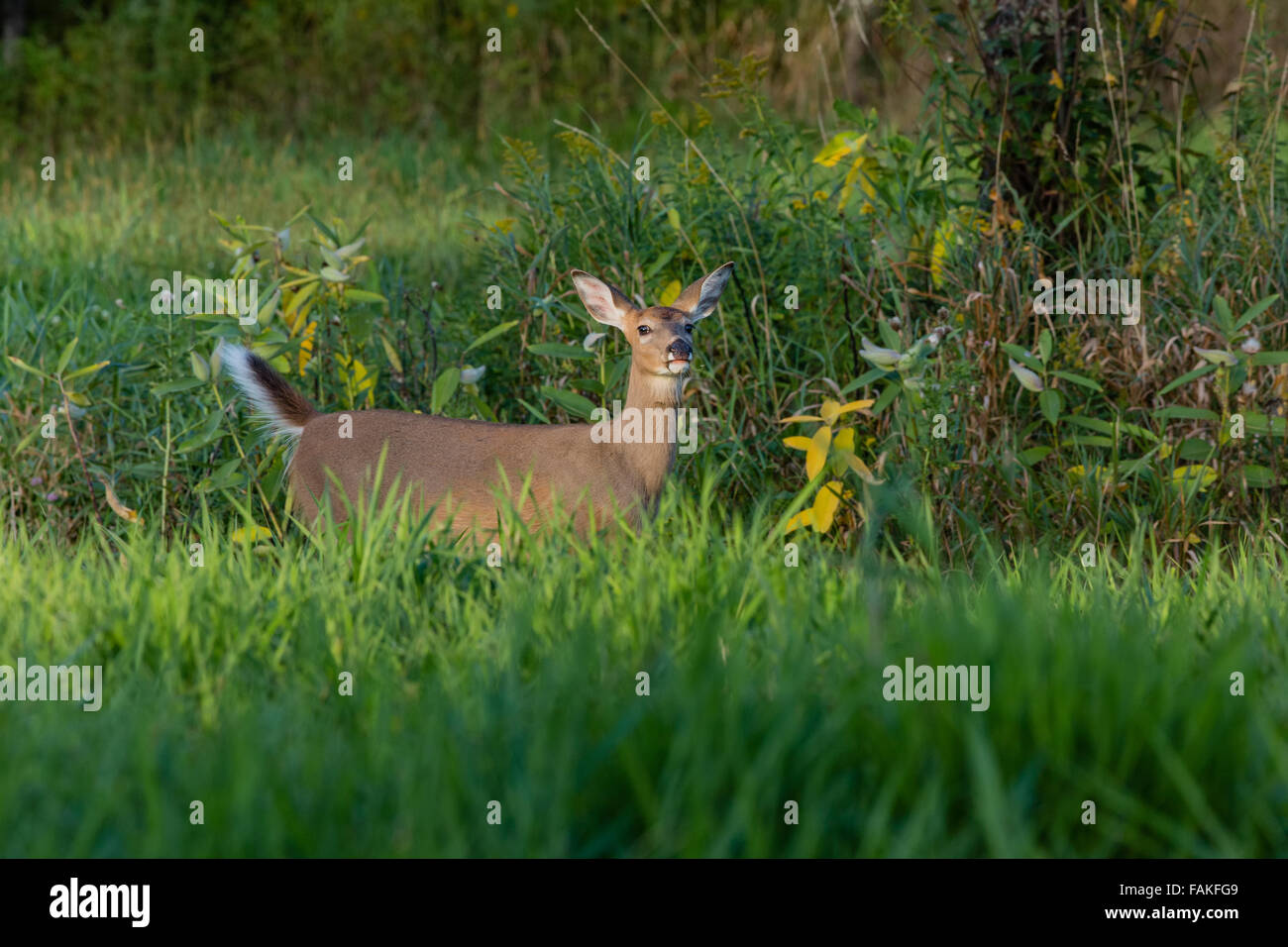 Whitetail Deer Whitetail Deer Yearling Whitetail Doe Doe High ...