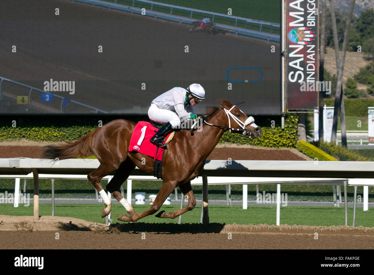 Thoroughbred Horse Races High Resolution Stock Photography and Images ...
