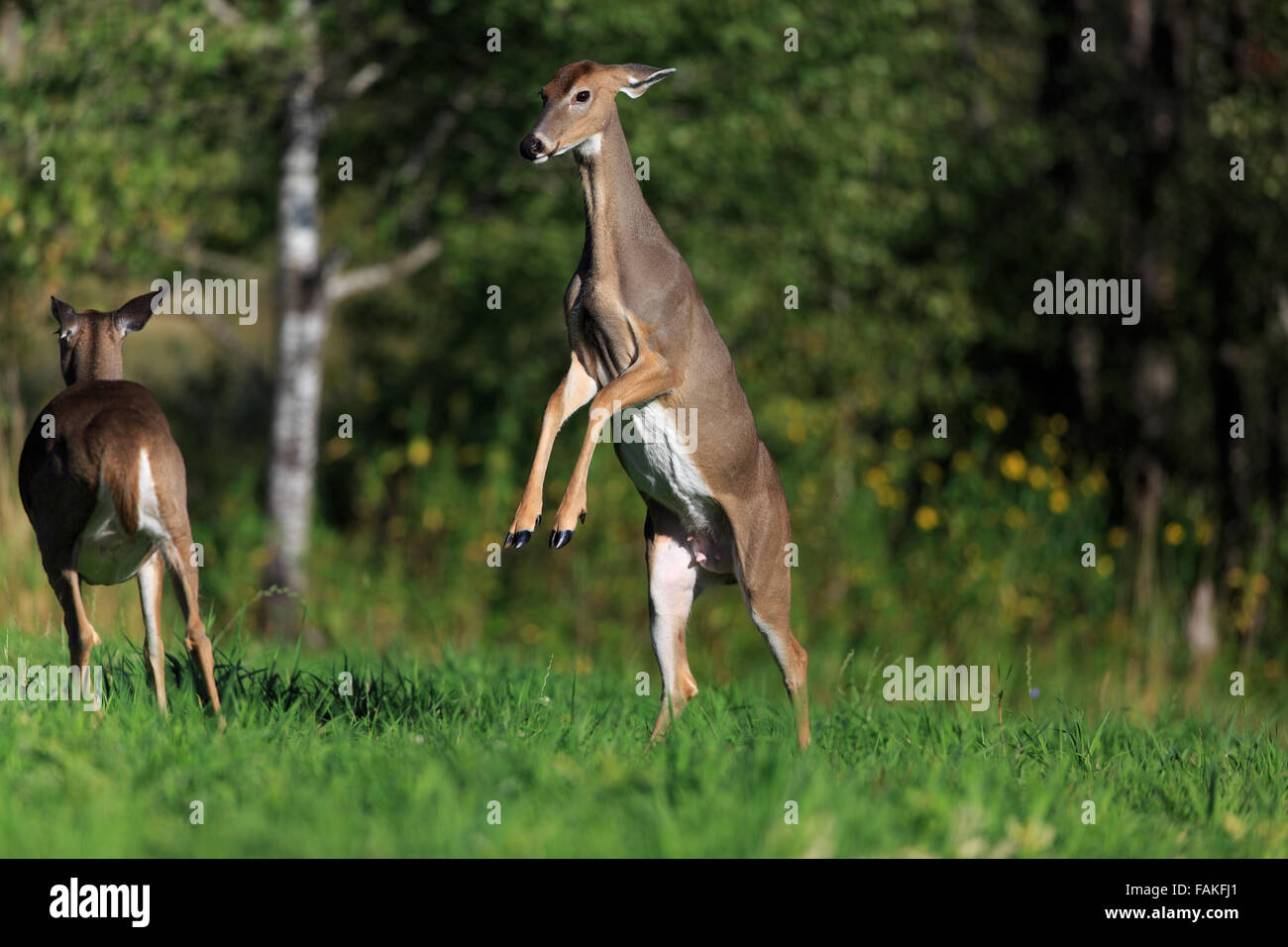 Deer scare hi-res stock photography and images - Alamy