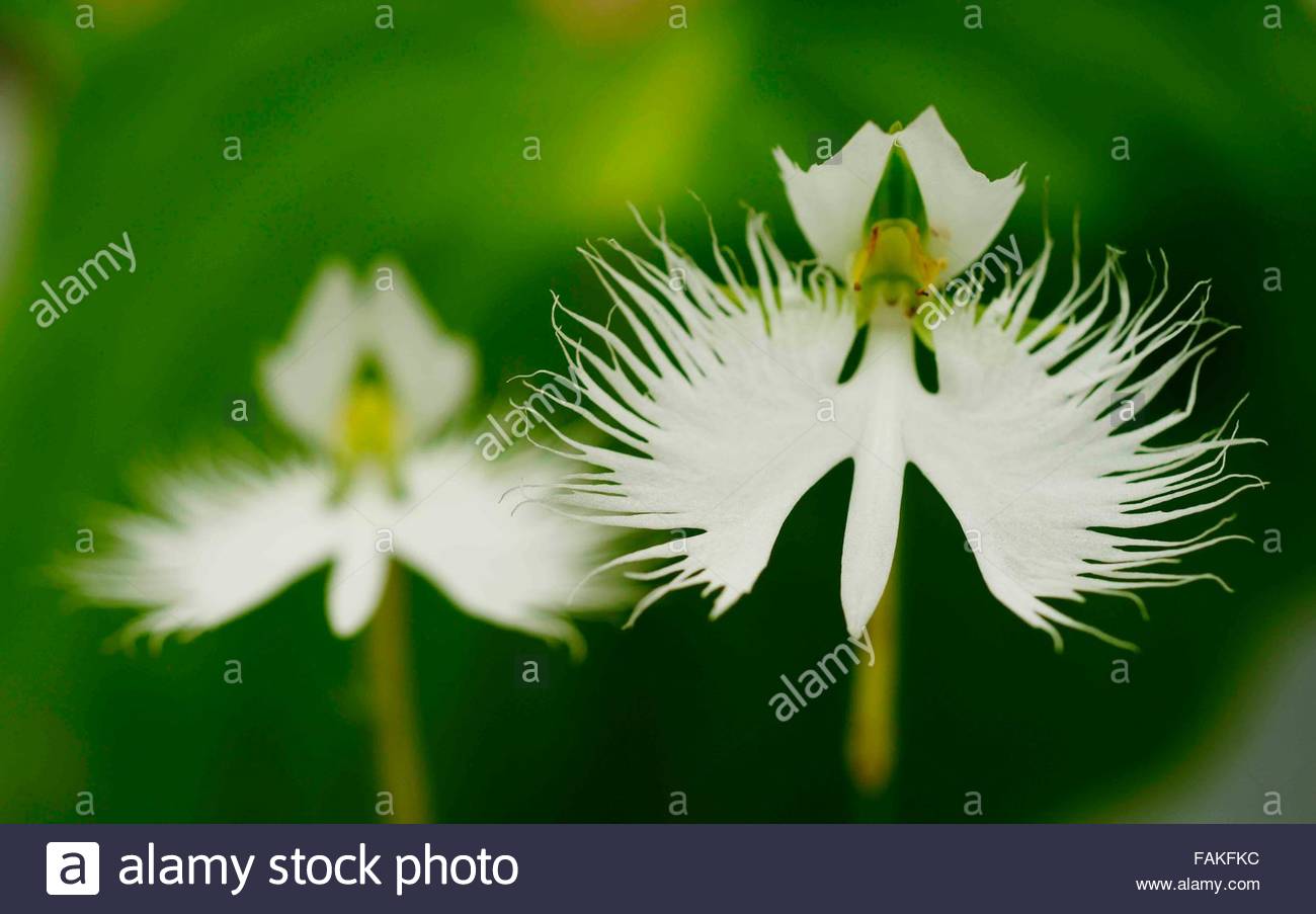 Habenaria Stock Photos & Habenaria Stock Images - Alamy