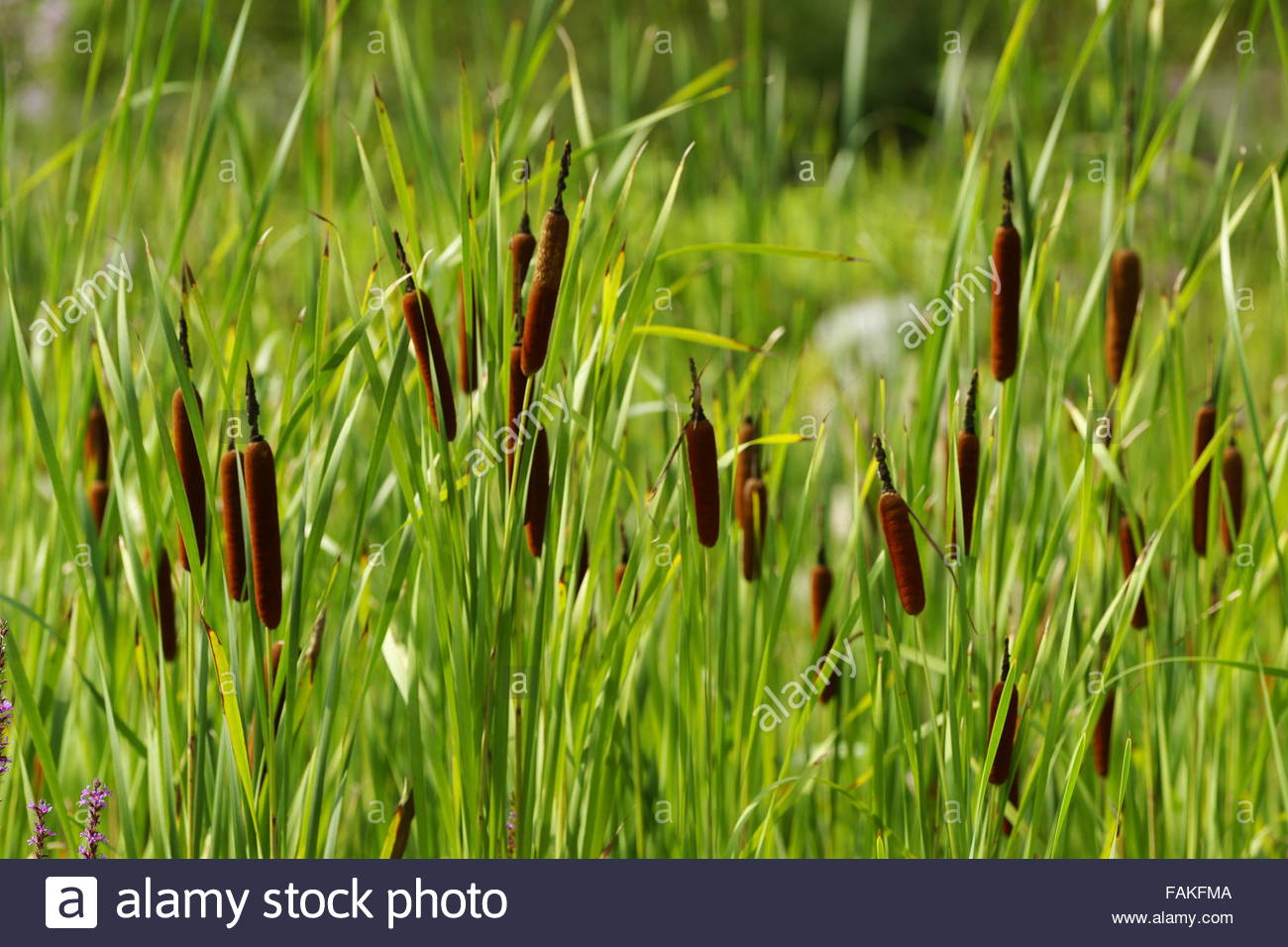 Cattail Grass Stock Photos & Cattail Grass Stock Images - Alamy