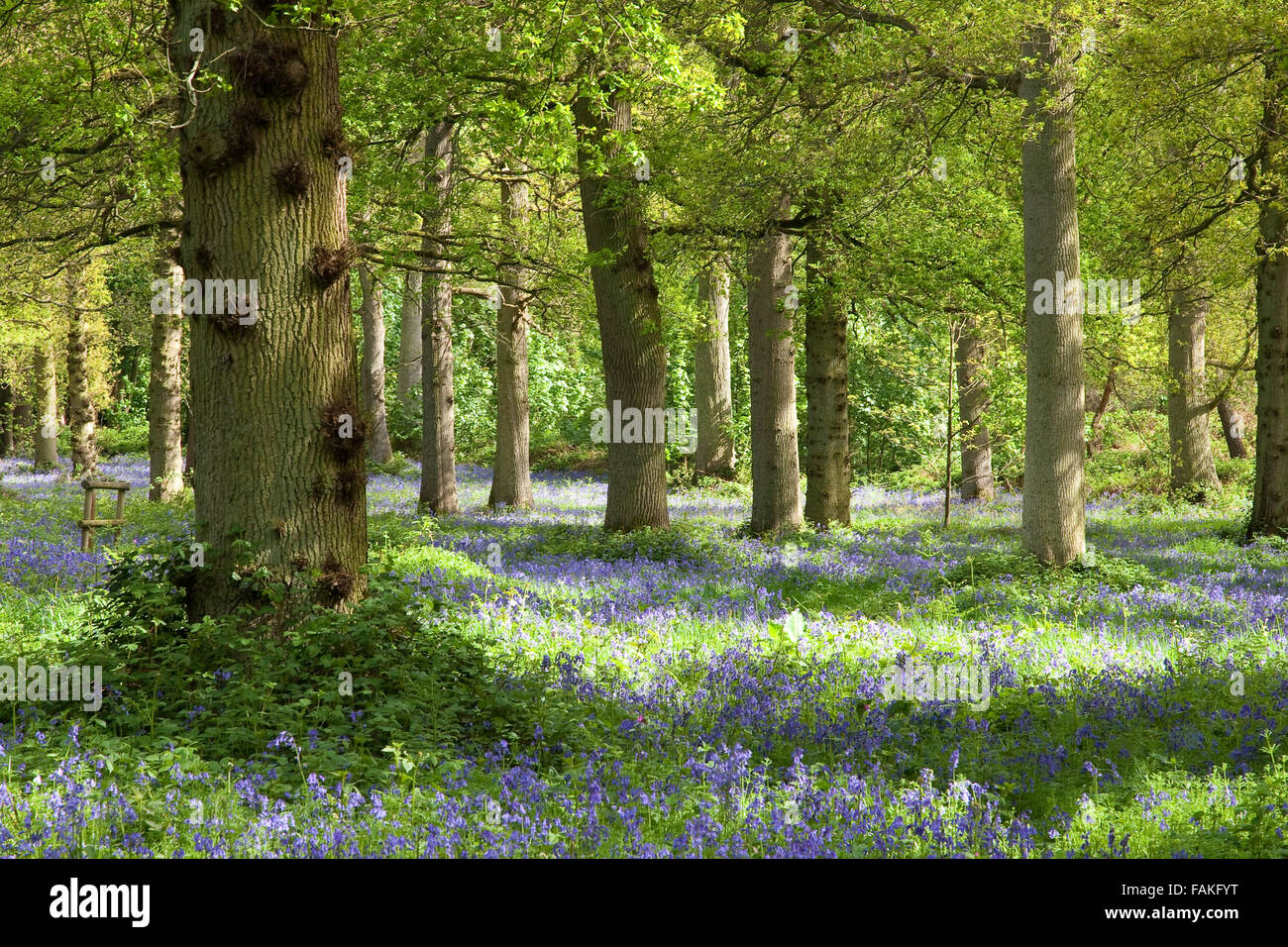 Bluebells bluebell wood silver birch hi-res stock photography and ...