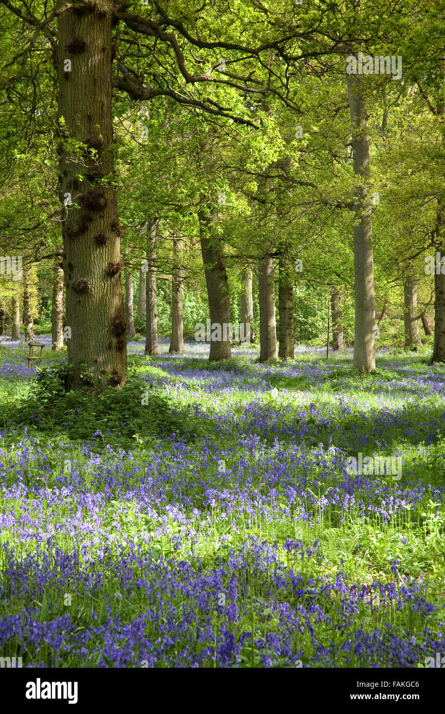 Bluebells bluebell wood silver birch hi-res stock photography and ...