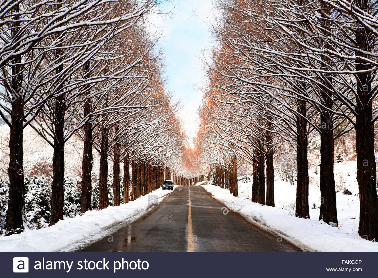 Treelined Driveway Stock Photos & Treelined Driveway Stock Images - Alamy