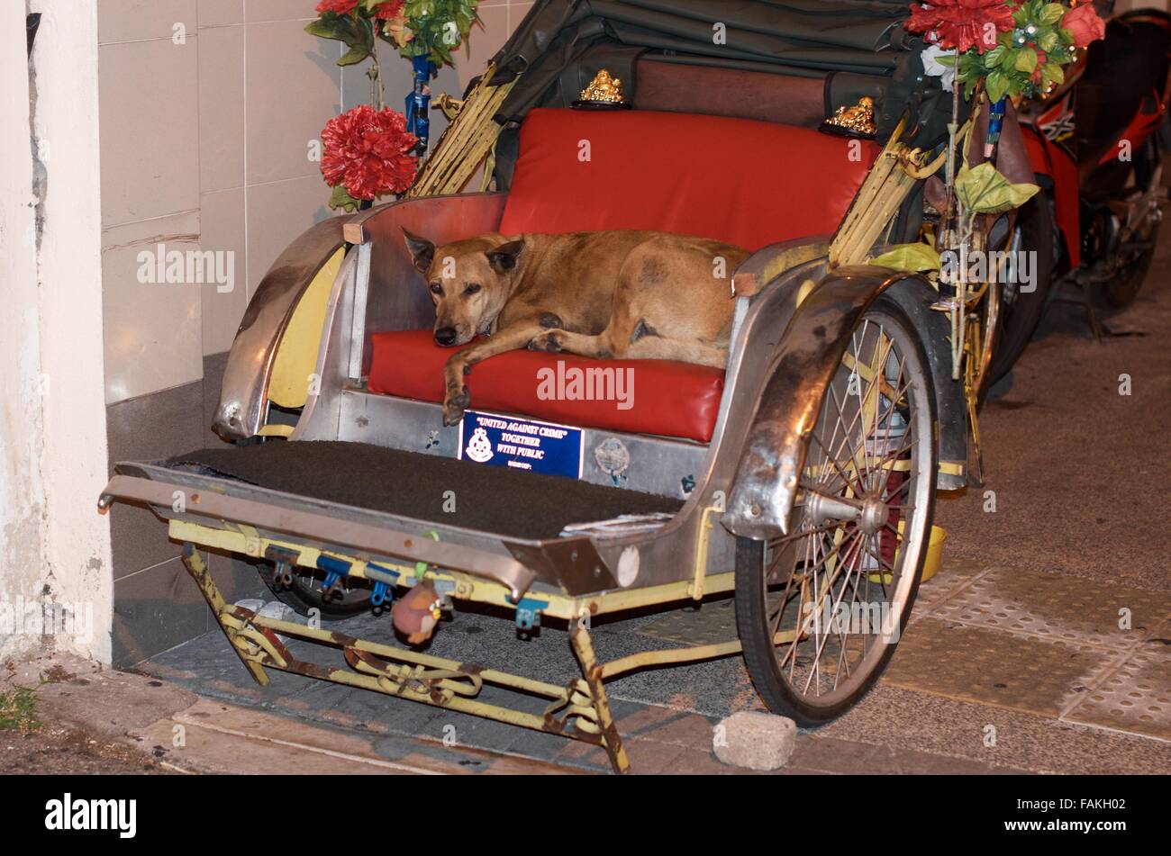 Dog rickshaw hi-res stock photography and images - Alamy