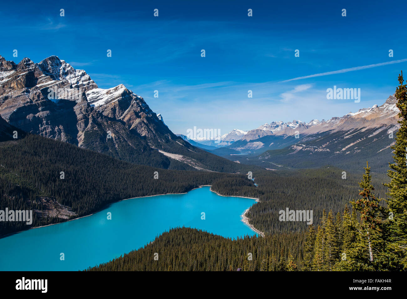 Vibrant Blue Peyto Lake from Bow summit Banff National Park, Alberta ...