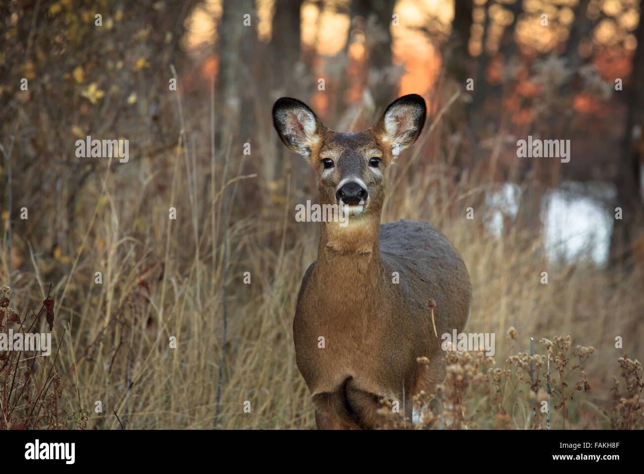 Deer ears hi-res stock photography and images - Alamy