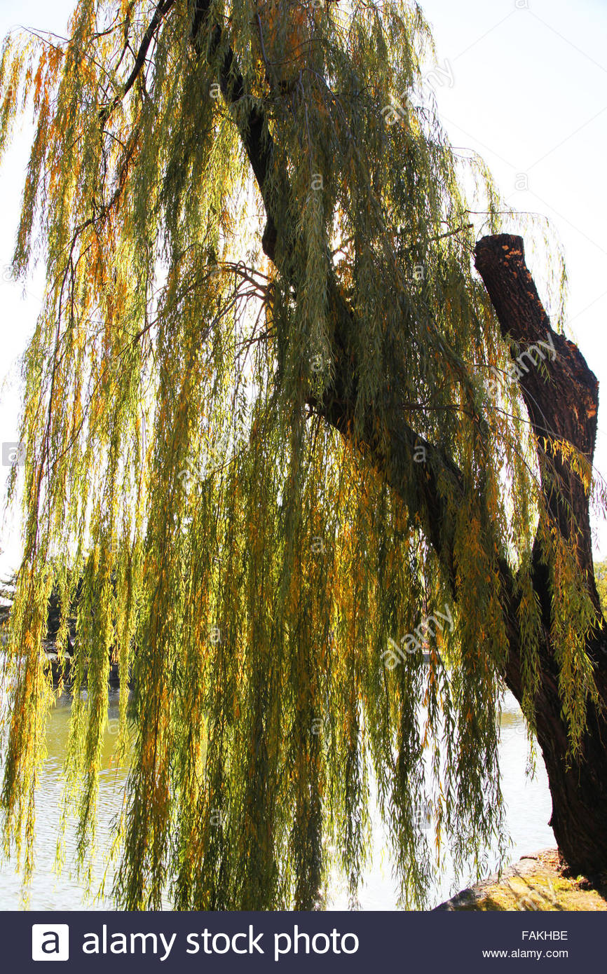 Weeping Maple Tree Stock Photos & Weeping Maple Tree Stock Images - Alamy