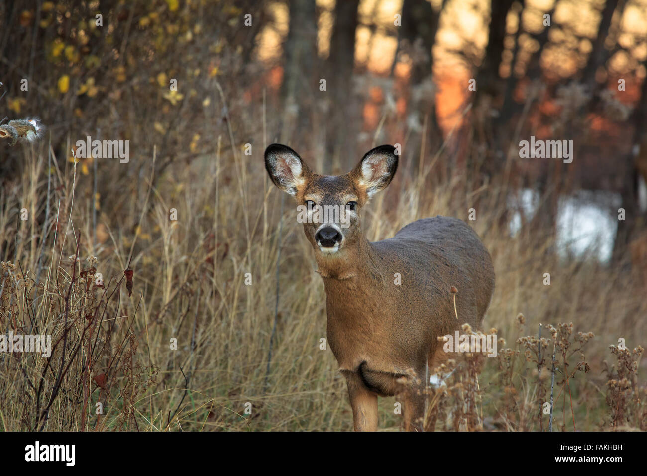White tailed deer near hi-res stock photography and images - Alamy
