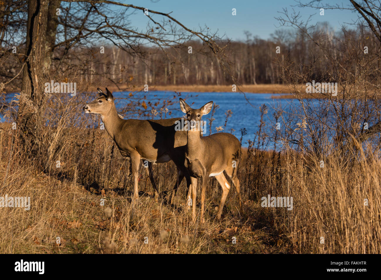 Two Whitetails High Resolution Stock Photography and Images - Alamy