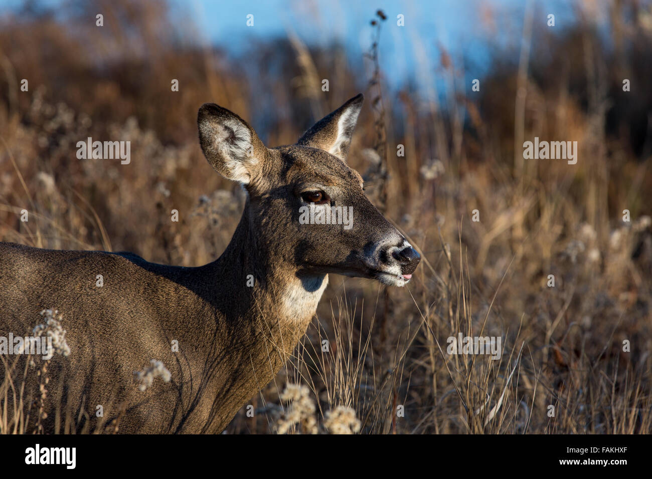 Whitetail deer up close hi-res stock photography and images - Alamy