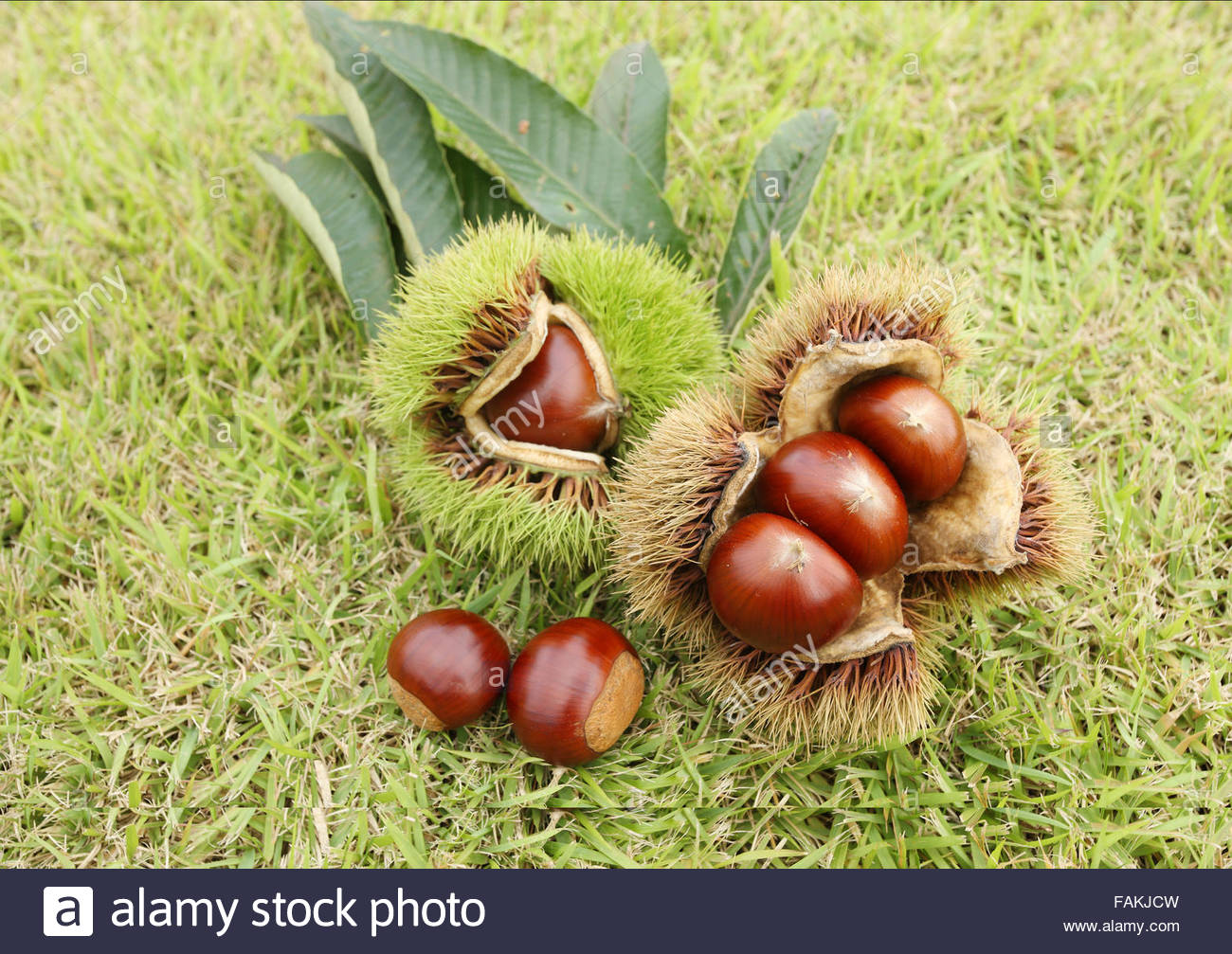 Chestnut Bur Stock Photos & Chestnut Bur Stock Images - Alamy