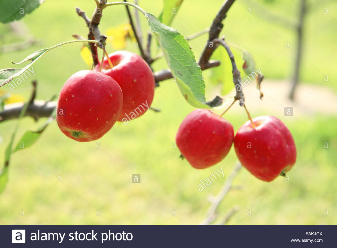 Apple Tree Autumn Stock Photos & Apple Tree Autumn Stock Images - Alamy
