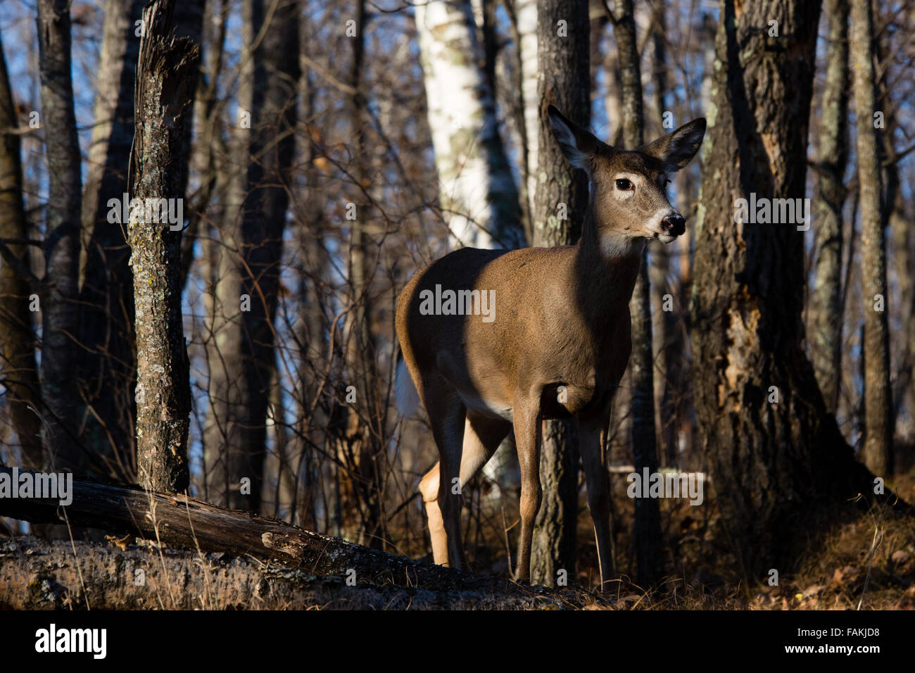 Whitetail deer trees hi-res stock photography and images - Alamy