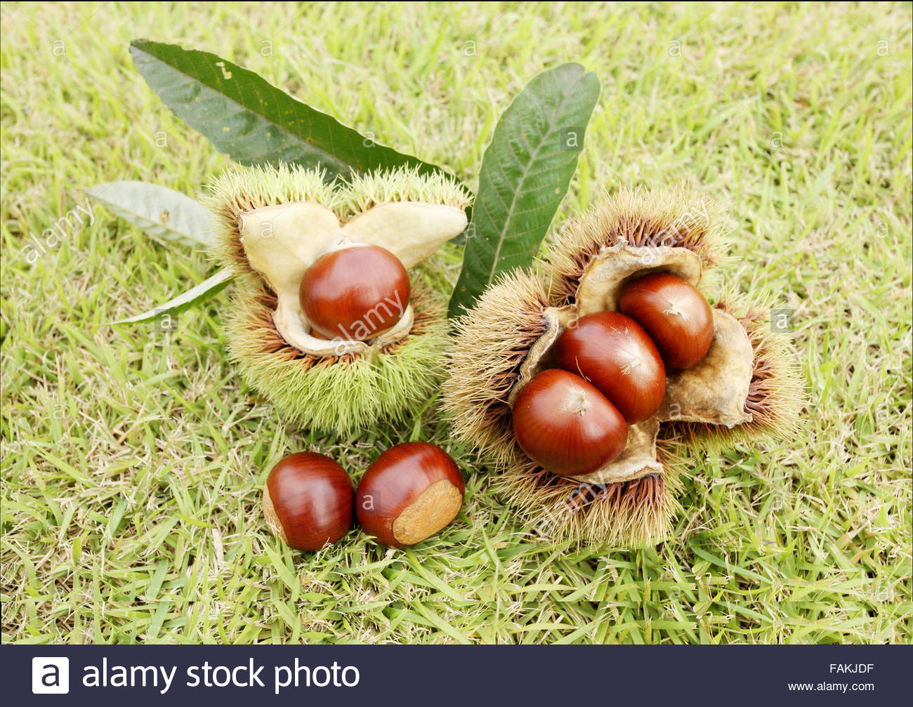 Chestnut Burr Stock Photos & Chestnut Burr Stock Images - Alamy