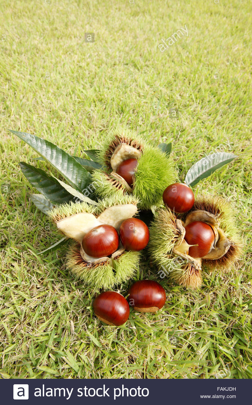 Chestnut Burr Stock Photos & Chestnut Burr Stock Images - Alamy