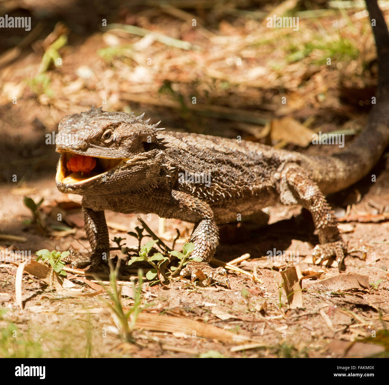 Australian bearded dragon lizard, Pogona barbata, in the wild eating ...