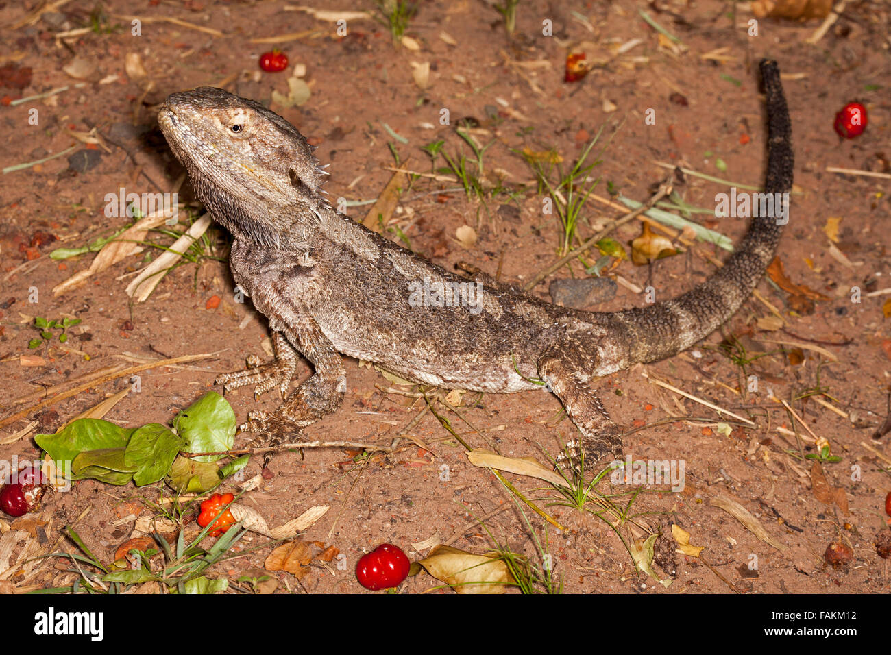 Australian bearded dragon lizard, Pogona barbata, in the wild in alert ...