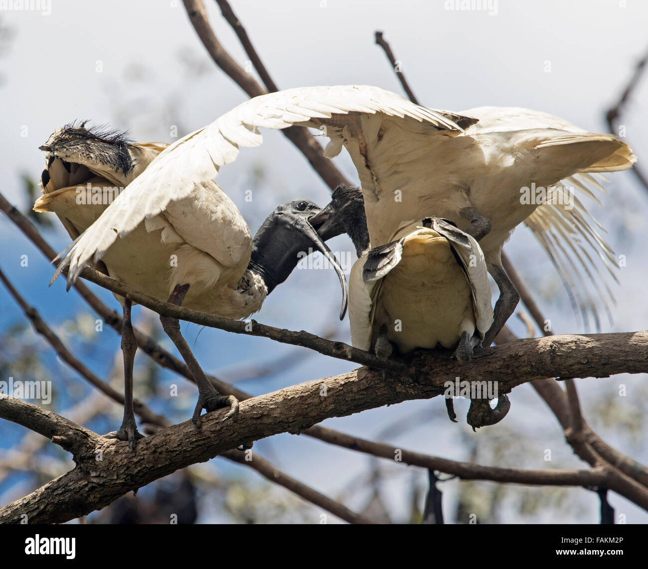 White ibis with wings outsretched feeding large chick on branch of tree ...