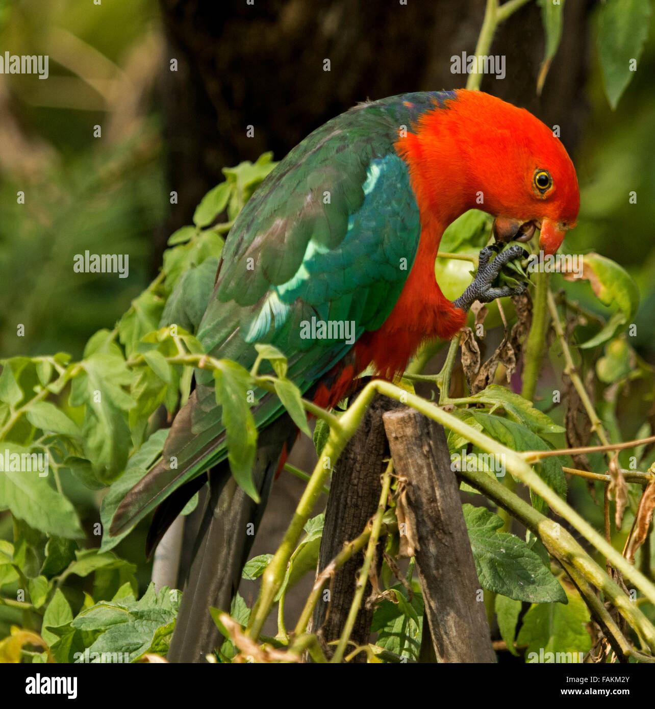 Spectacular vivid red and green male king parrot Alisterus scapularis ...
