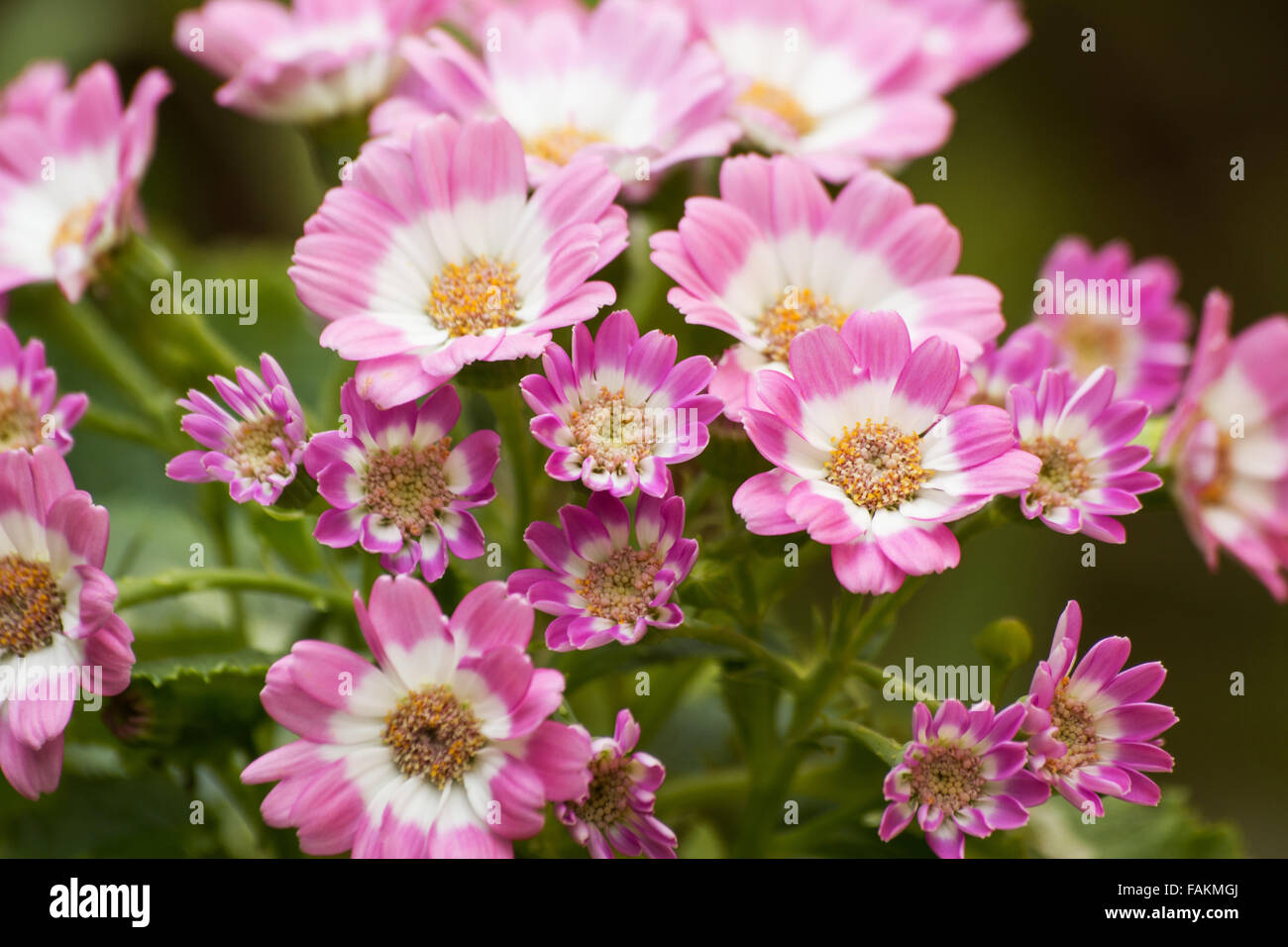 Cineraria plant in bloom Stock Photo - Alamy