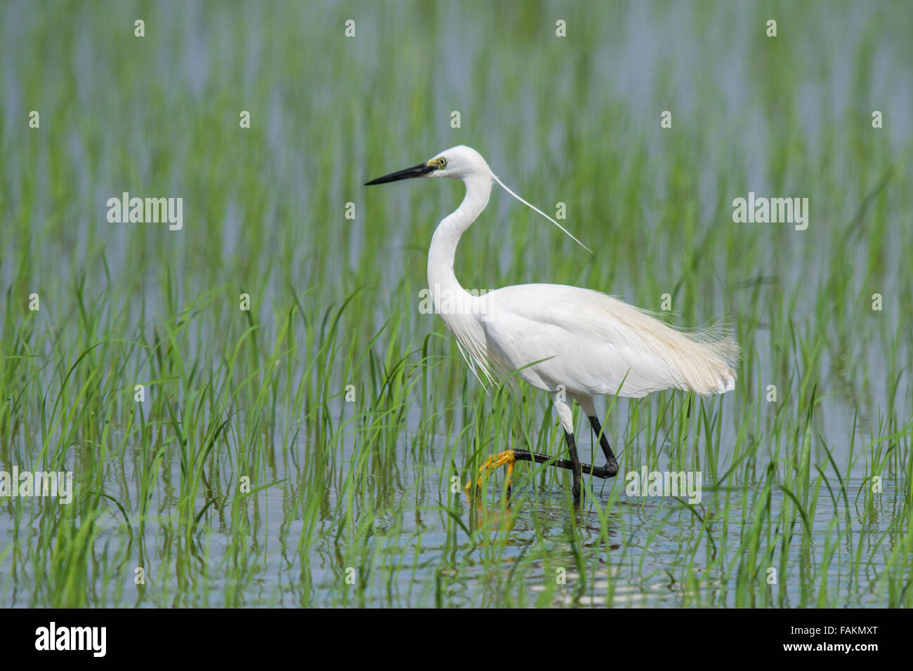 The little egret (Egretta garzetta) is a small white heron Stock Photo ...