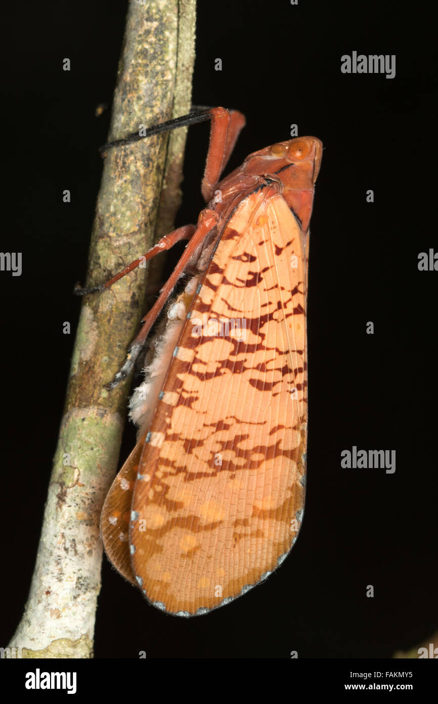 Aphaena submaculata Lantern Bug in Khao Yai National Park, Thailand ...