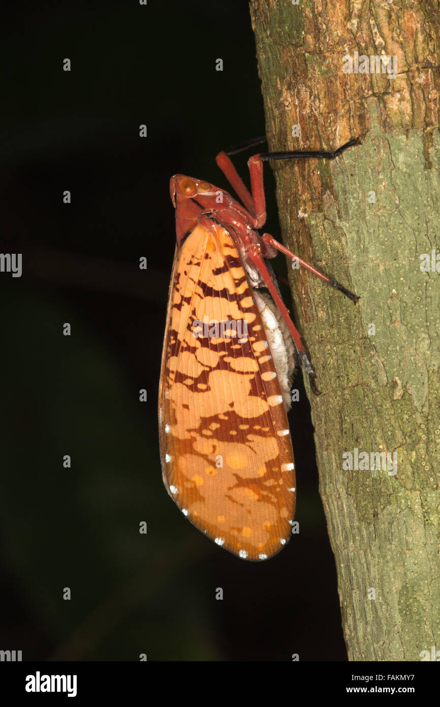 Exotic khao yai national park hi-res stock photography and images - Alamy