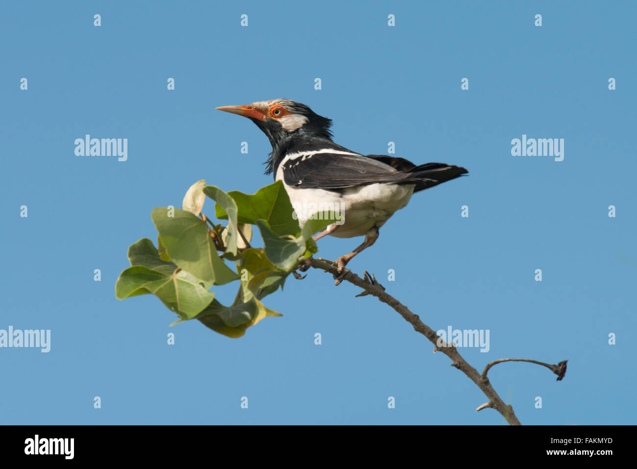 Asian pied starling hi-res stock photography and images - Alamy