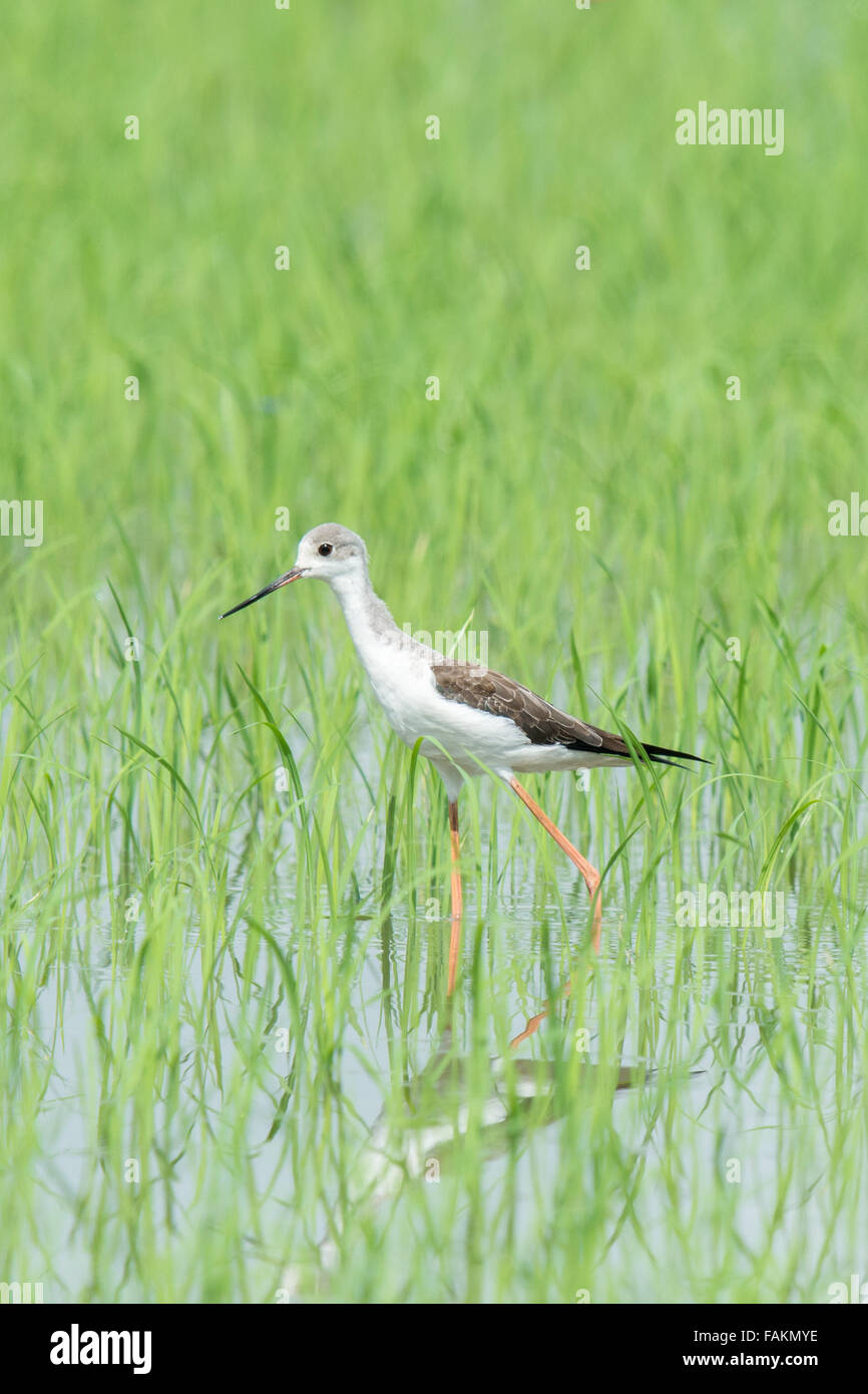 The black-winged stilt, common stilt, or pied stilt (Himantopus ...