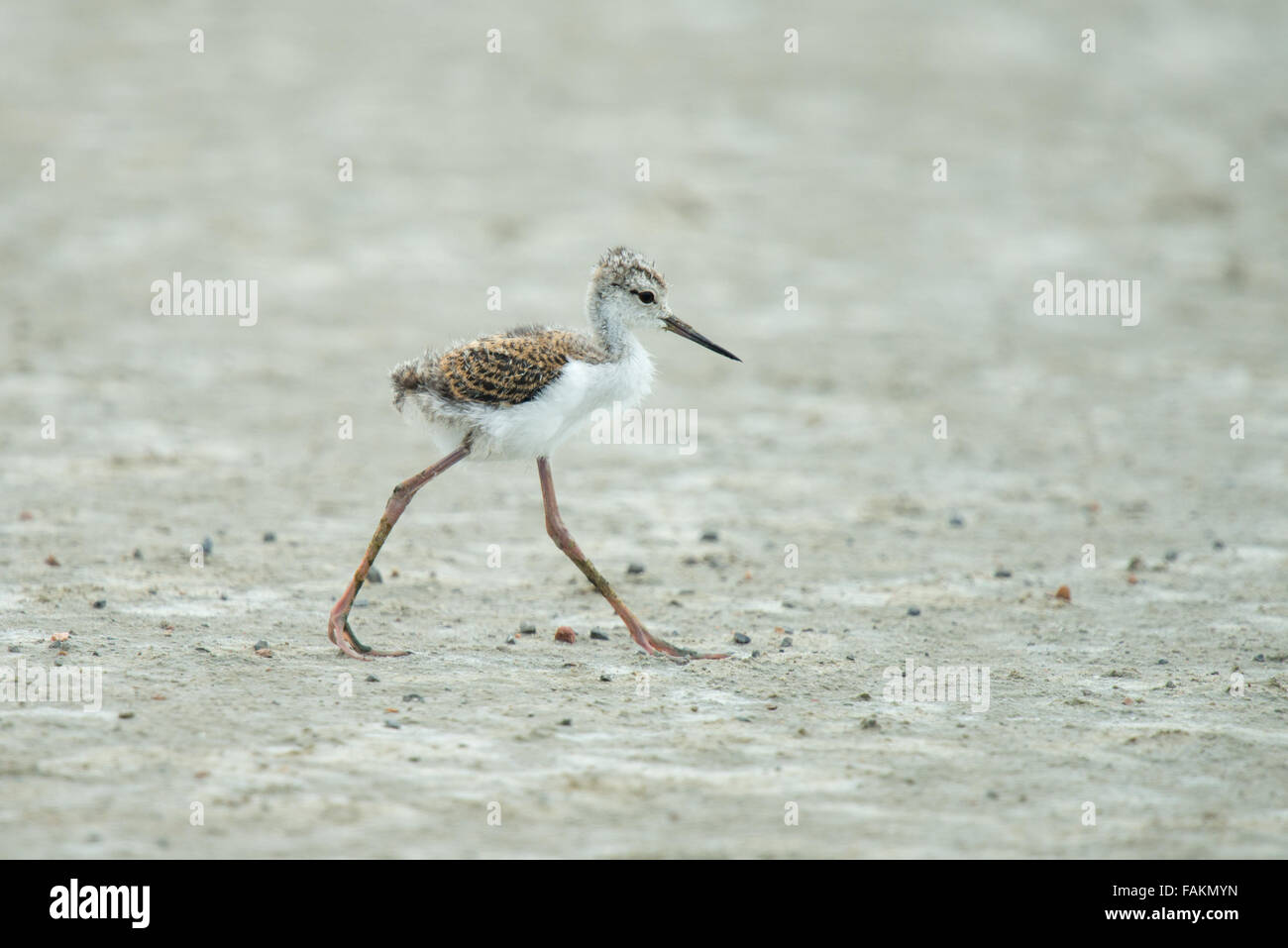 The black-winged stilt, common stilt, or pied stilt (Himantopus ...