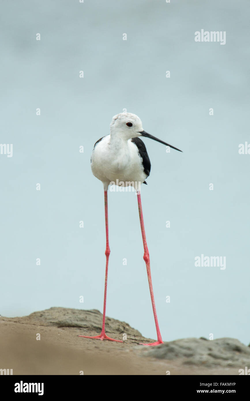 The black-winged stilt, common stilt, or pied stilt (Himantopus ...