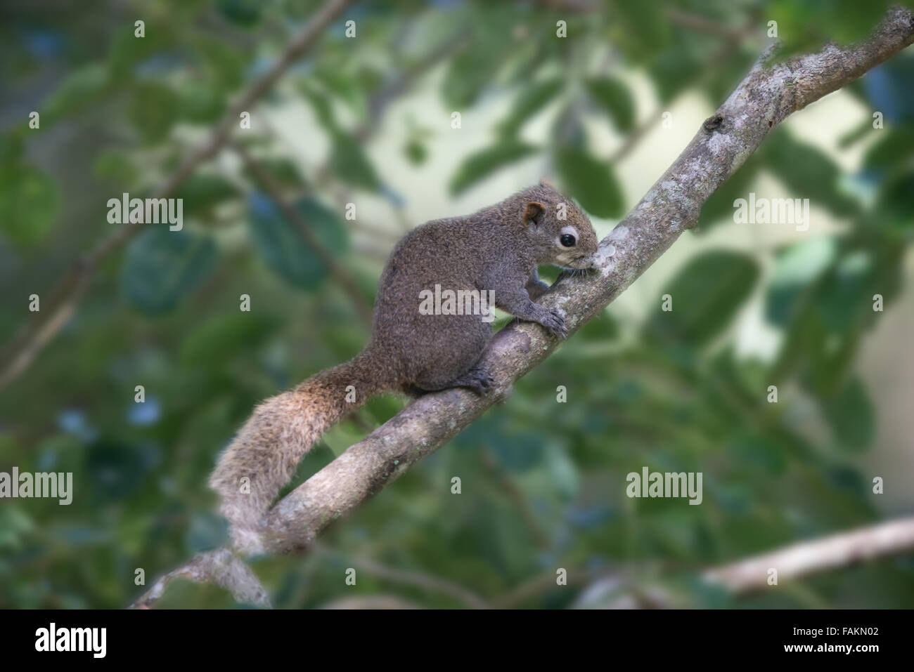 From secondary forests hi-res stock photography and images - Alamy
