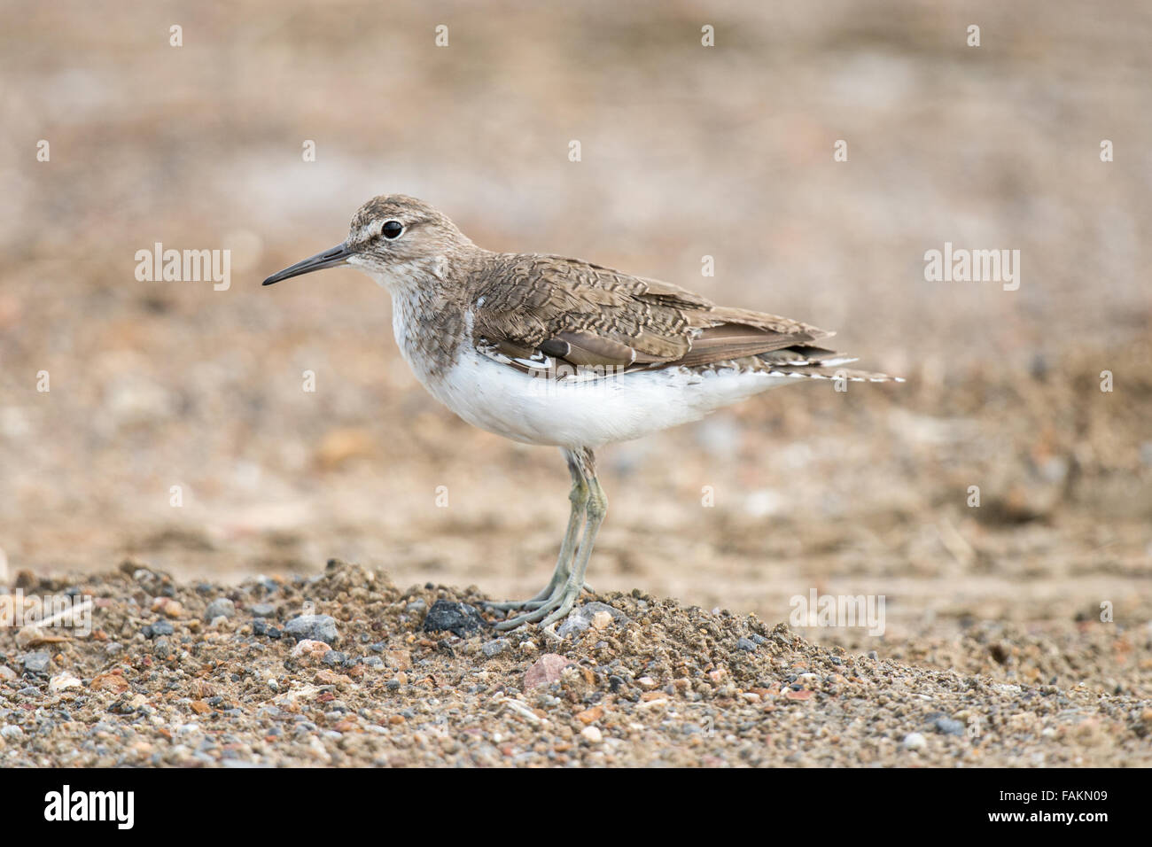 Waders family hi-res stock photography and images - Alamy