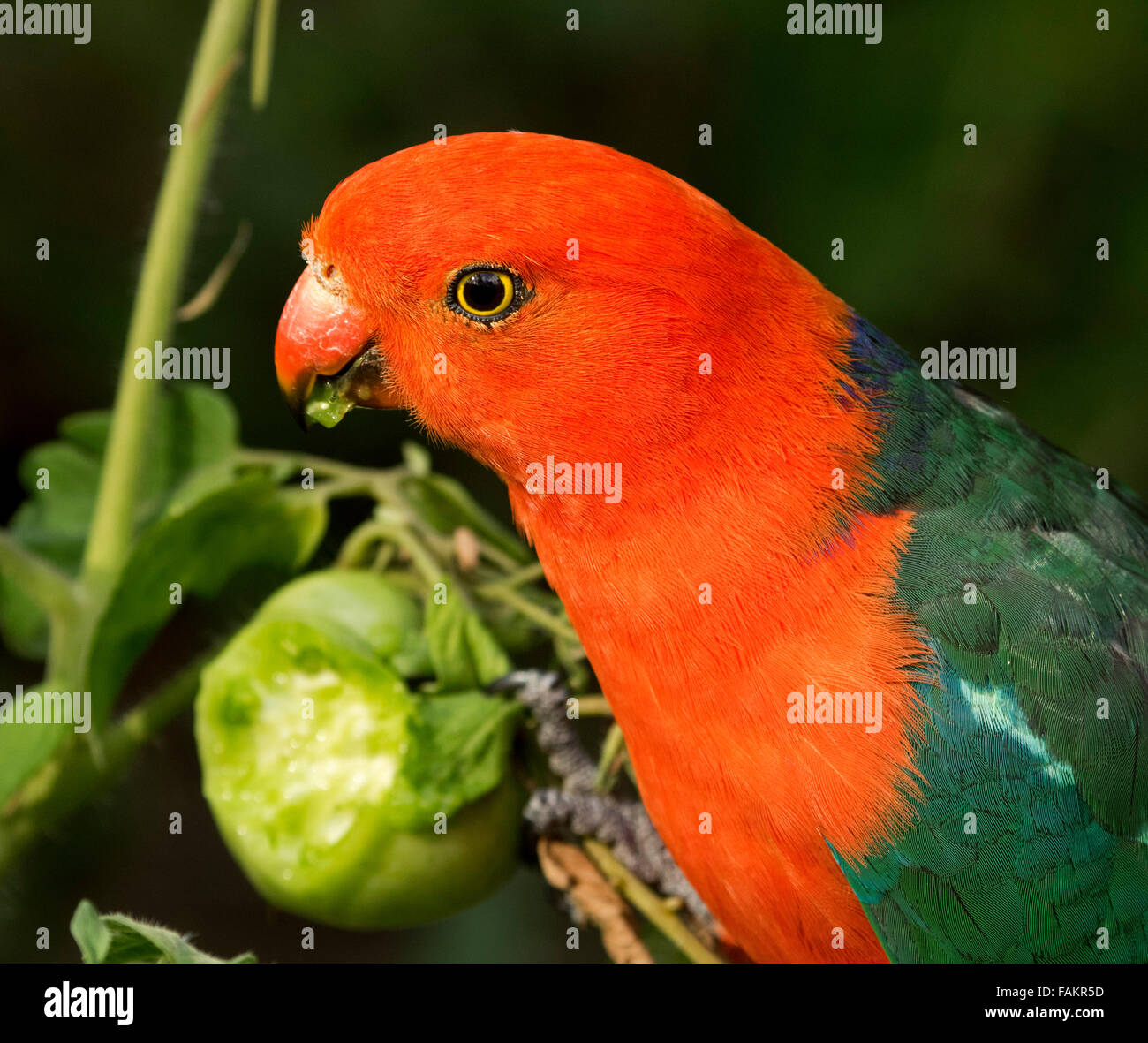 Spectacular vivid red and green male king parrot Alisterus scapularis ...