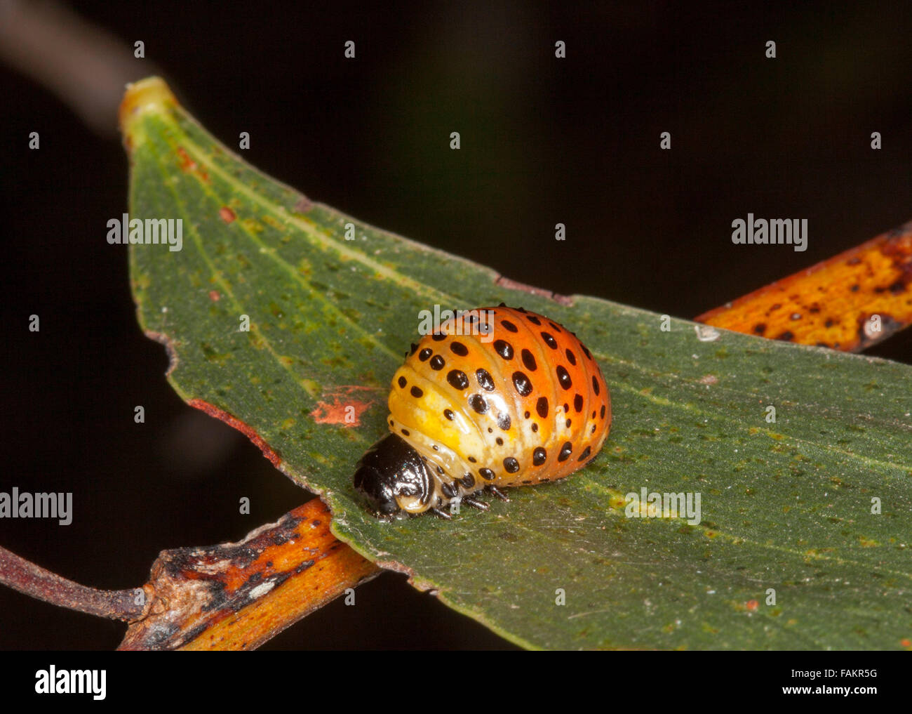 Australian beetles hi-res stock photography and images - Alamy