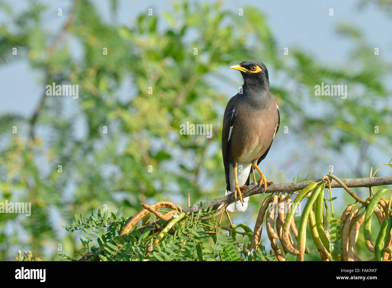 Acridotheres Tristis High Resolution Stock Photography and Images - Alamy