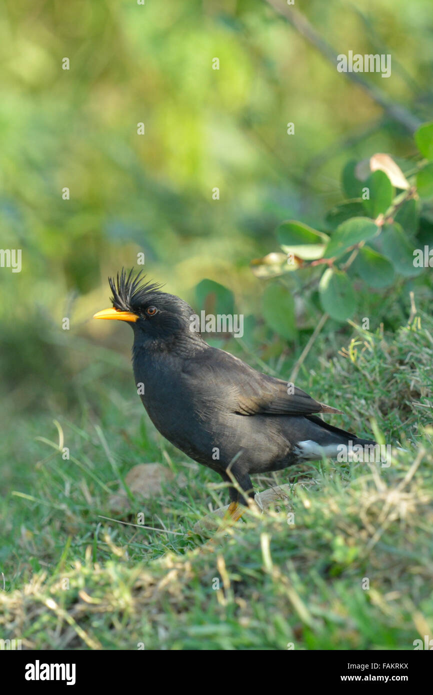 Myna family hi-res stock photography and images - Alamy