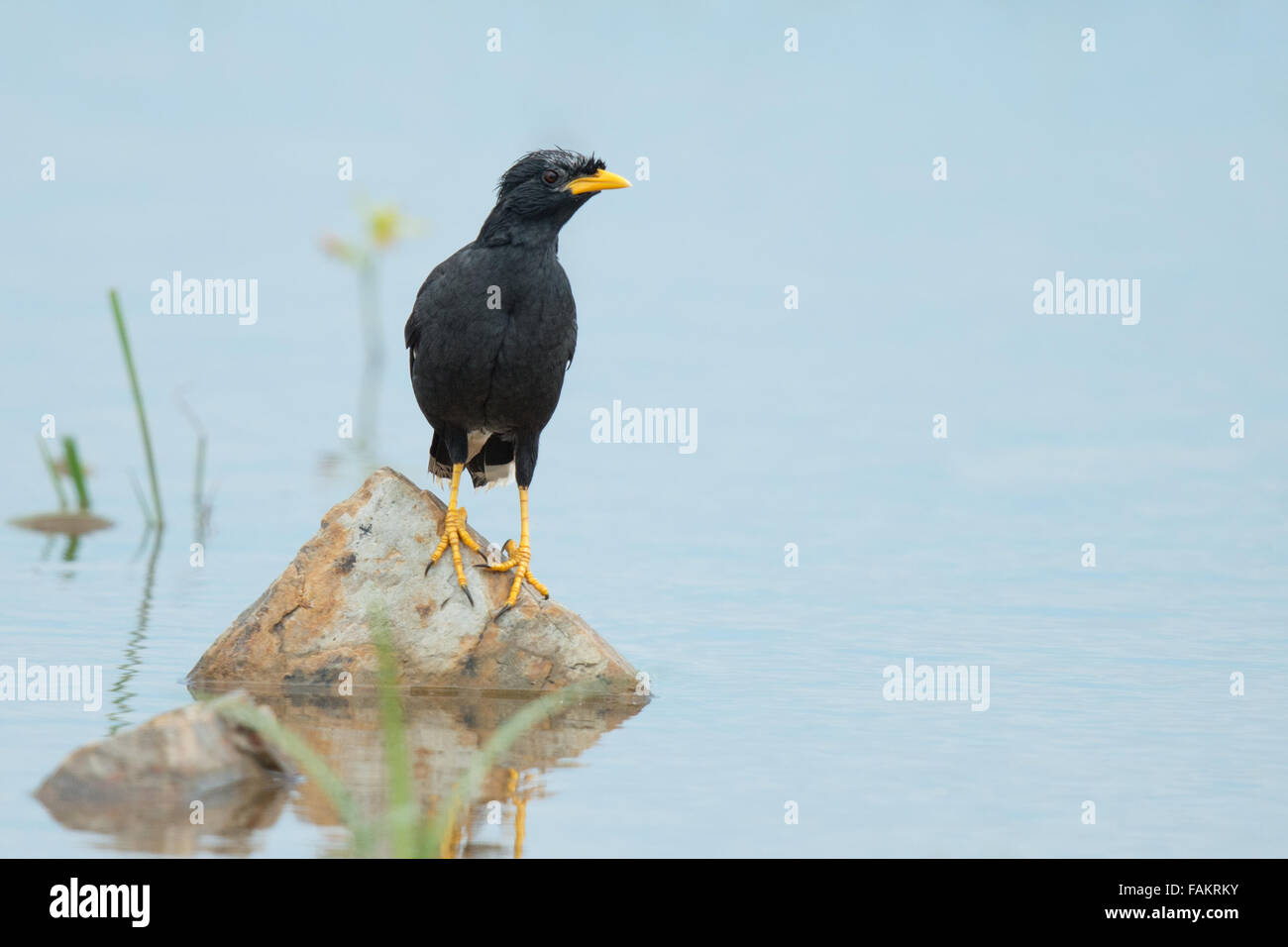 Great myna acridotheres grandis bird hi-res stock photography and ...