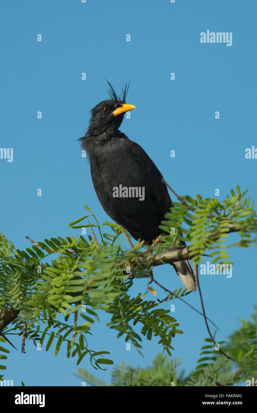 The great myna (Acridotheres grandis) is a species of starling in the ...