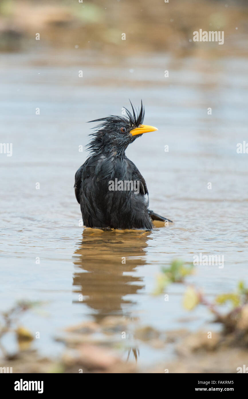 The great myna (Acridotheres grandis) is a species of starling in the ...