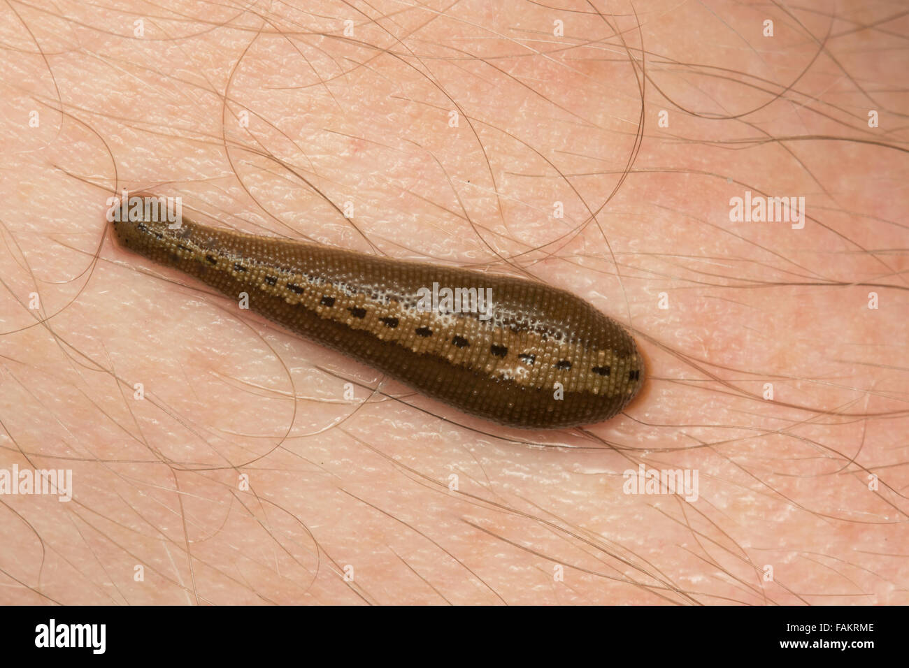 Leech High Resolution Stock Photography and Images - Alamy