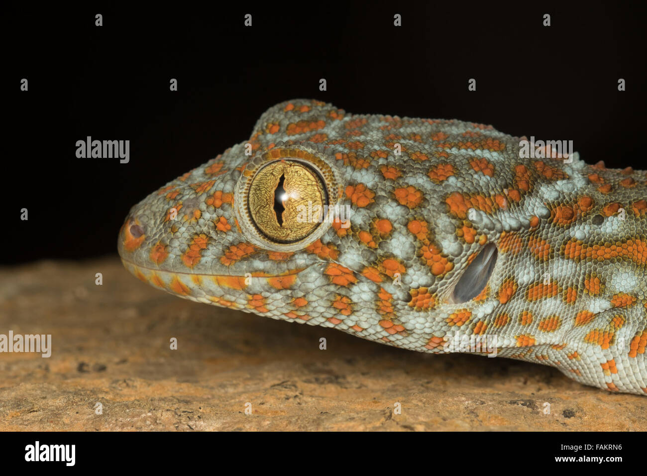 The tokay gecko (Gekko gecko) is a nocturnal arboreal gecko. Kaeng ...