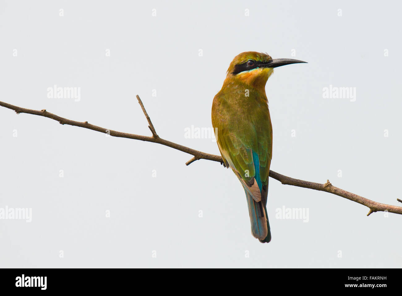 Blue Tailed Bee-eater (Merops philippinus Stock Photo - Alamy