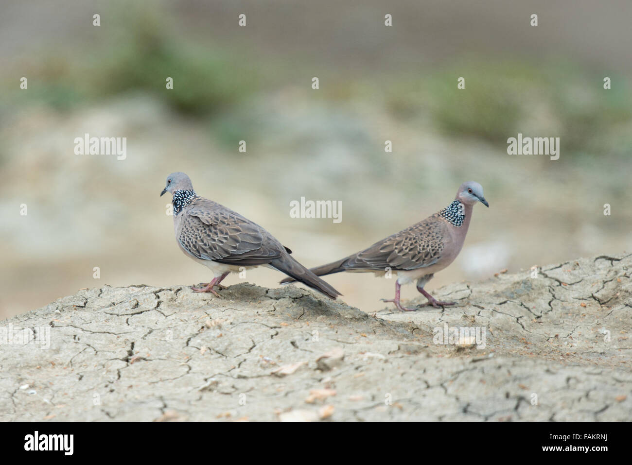 The spotted dove (Spilopelia chinensis) is a small and somewhat long ...