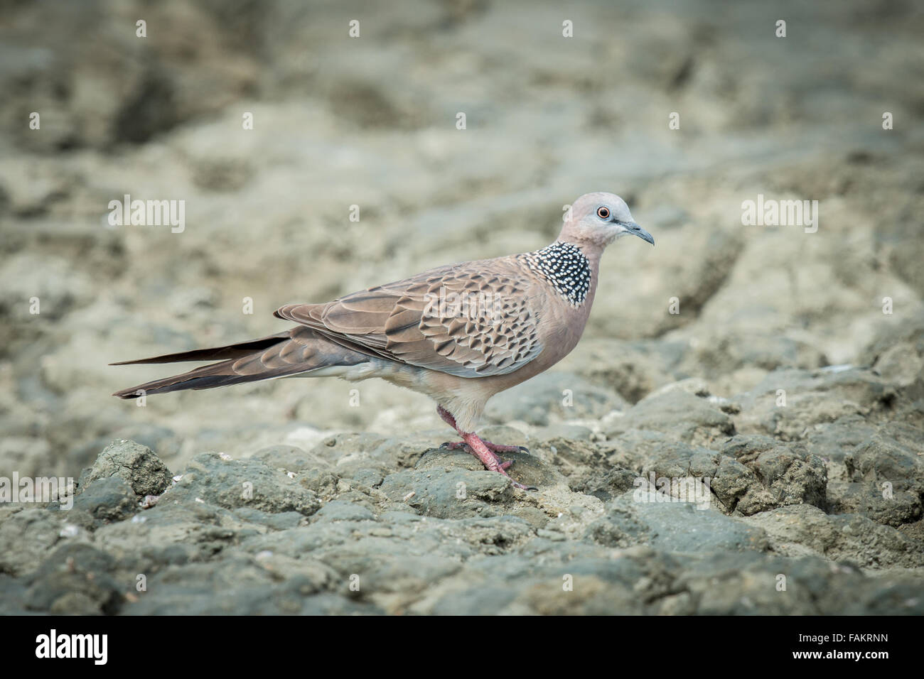 The spotted dove (Spilopelia chinensis) is a small and somewhat long ...