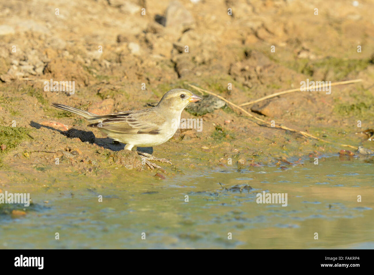 Passer flaveolus hi-res stock photography and images - Alamy