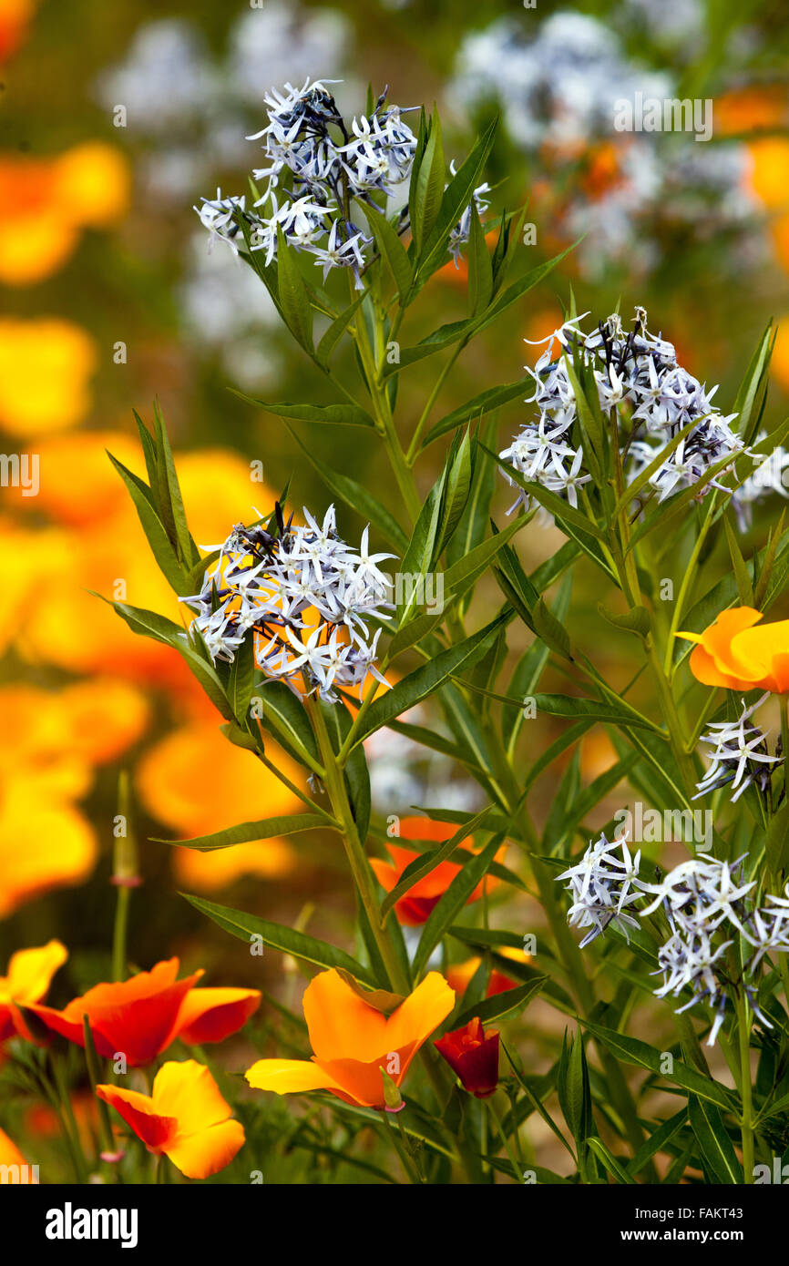 Threadleaf blue star Amsonia hubrichtii, Californian Poppies ...