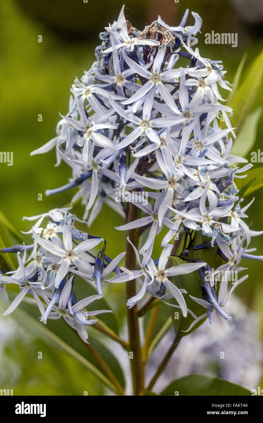 Amsonia hubrichtii, Narrow Leaf Blue Star Stock Photo - Alamy